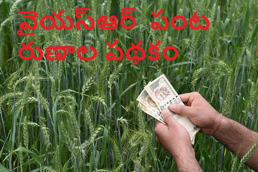 YSR Input Subsidy 2024 Panta Rayithi Pathakam Apply Online, Eligibility & Beneficiary List